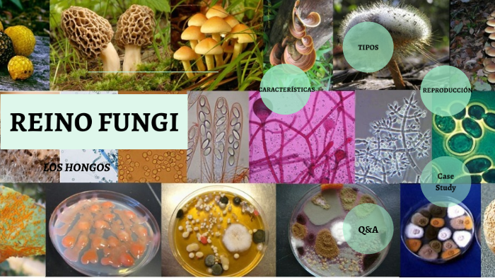 REINO FUNGI- Los Hongos by on Prezi