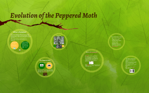 Evolution of the Peppered Moth by Emily Rios on Prezi