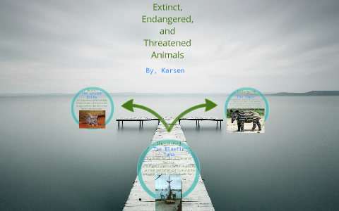 The Lesser Bilby extinct by Karsen Dorscheid on Prezi