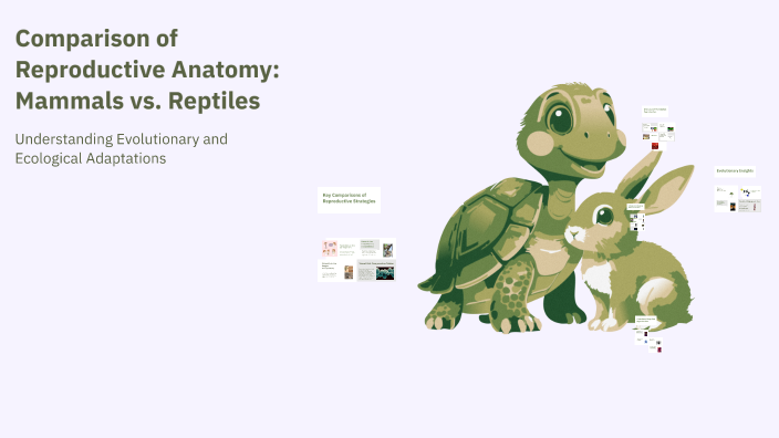 Comparison of Reproductive Anatomy: Mammals vs. Reptiles by Leslie ...