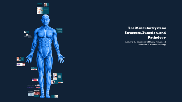 The Muscular System: Structure, Function, and Pathology by Jahid Hasan ...