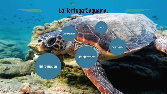 tortuga caguama by Iris Stana on Prezi