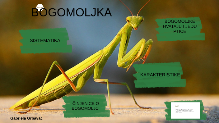 BOGOMOLJKA by gabriela grbavac on Prezi