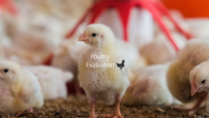 Poultry Evaluation by Val Arias on Prezi