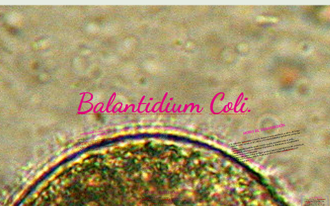 Balantidium Coli. by Sandy Jacome on Prezi