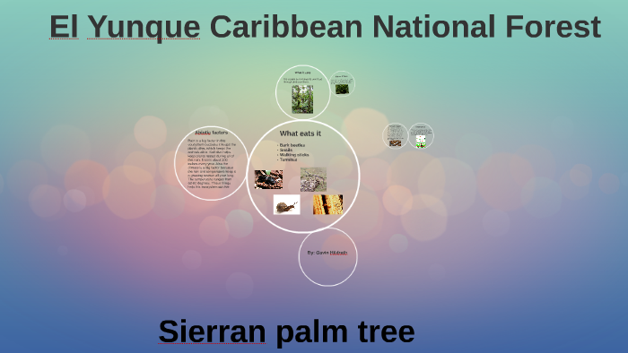 EL Yunque Caribbean National Forest by Gavin Hildreth