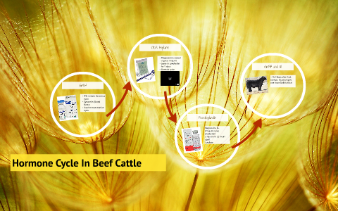 Hormone Cycle In Beef Cattle by Kyle Dadson on Prezi