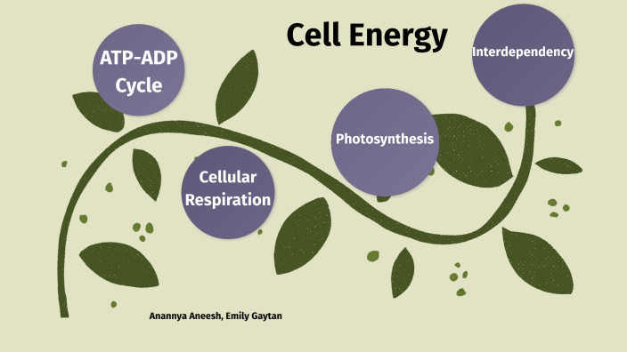 Bio Cell Energy Modeling Project by Emily Gaytan on Prezi