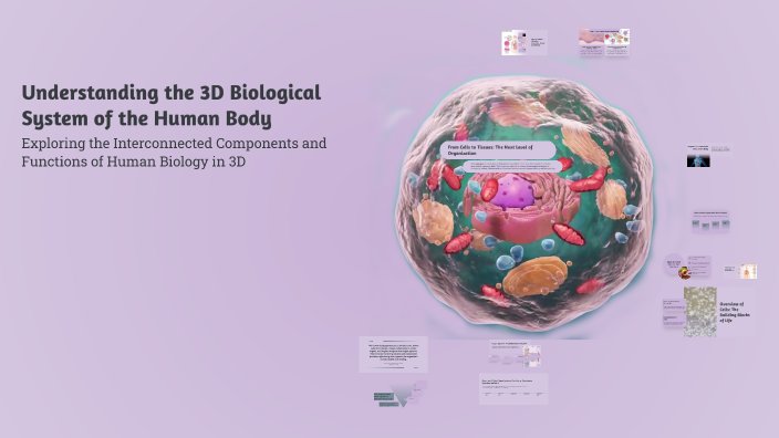Understanding the 3D Biological System of the Human Body by Jerianna ...