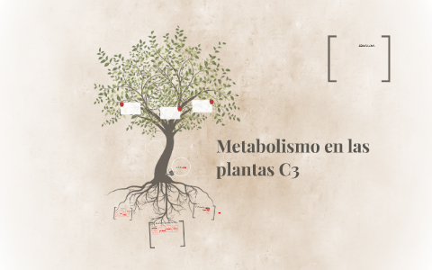 Metabolismo en plantas C3 by alex gomez on Prezi