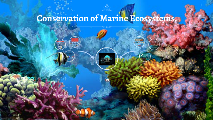 Conservation of Marine Ecosystems. by Yanet Emeric on Prezi