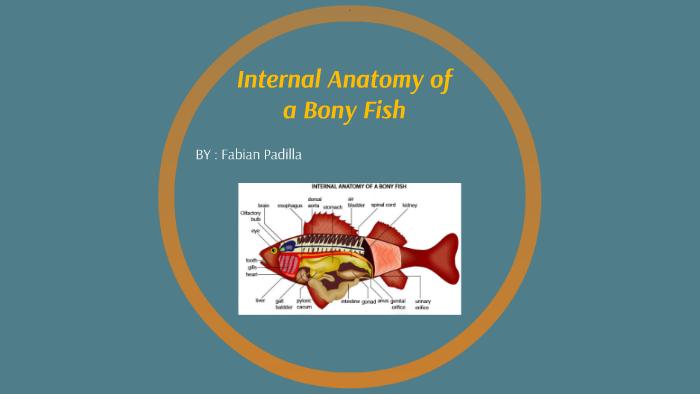 Internal Anatomy of a Bony Fish by FABIAN PADILLA on Prezi