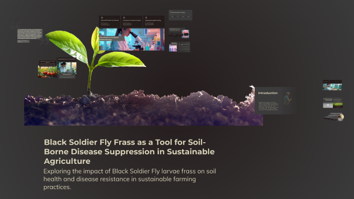 Black Soldier Fly Frass as a Tool for Soil-Borne Disease Suppression in ...
