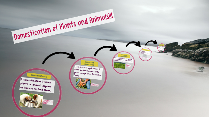 Domestication of plants and animal by jaqulin kraft on Prezi