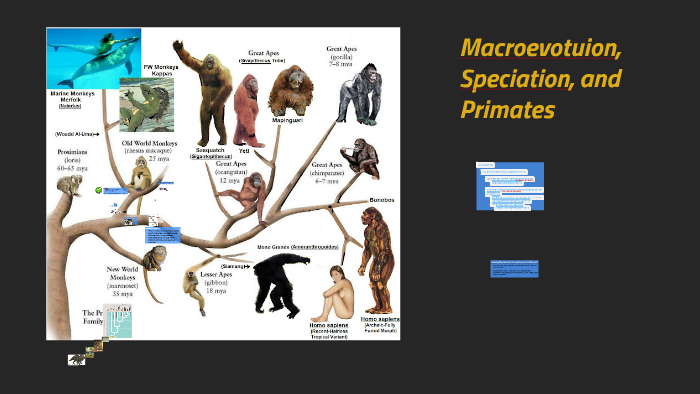 Macroevolution, Speciation, and Primates by Teri Tucker on Prezi