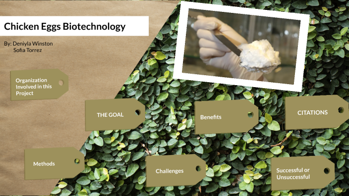 Biotechnology-Eggs by Deniyla Winston on Prezi