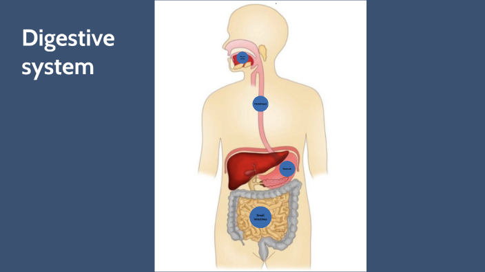 Biology - Digestive system - Summary by 4G (10) Cheng Shing Wai Joselyn ...