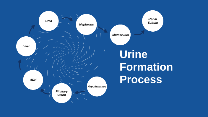 Urine Formation Process by Jordyn Gosse on Prezi
