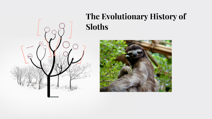 The Evolutionary History of Sloths by Matthew Flores on Prezi