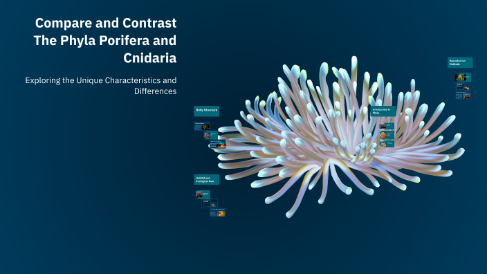 Compare and Contrast The Phyla Porifera and Cnidaria by Salwa Newera on ...
