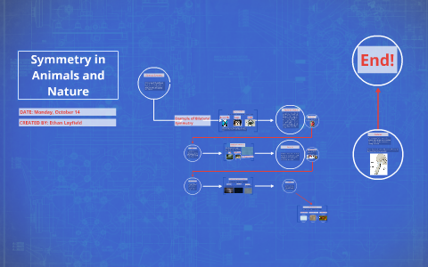 Symmetry in Animals by Ethan Layfield on Prezi