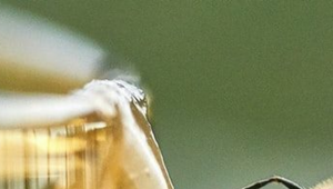 LAS ABEJAS by Alejandra Barron on Prezi Design