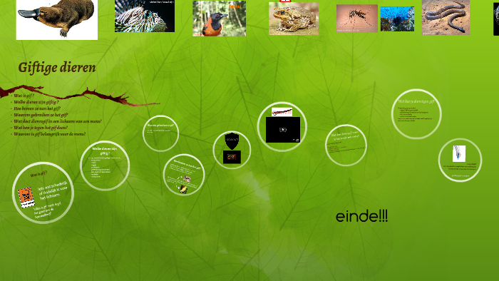 giftige dieren by Paul van Heezik on Prezi