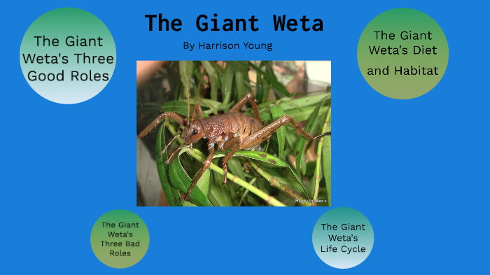 The Giant Weta by Harrison Young on Prezi