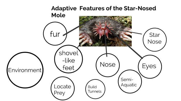 StarNosed Mole adaptations by Renz Rinon on Prezi