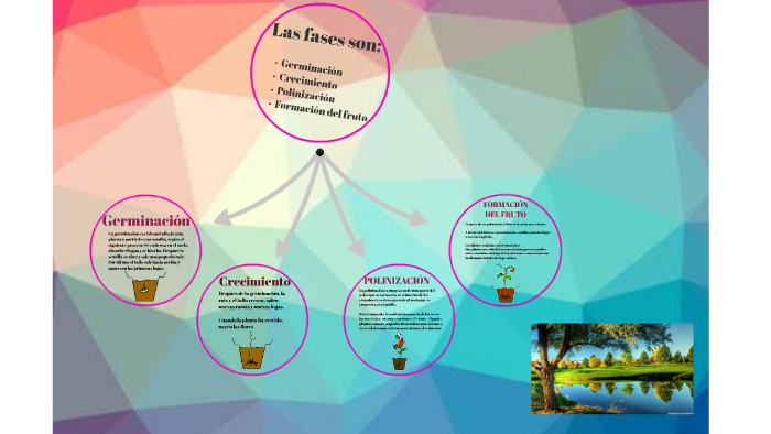 fecundacion de las plantas by linita carvajal on Prezi