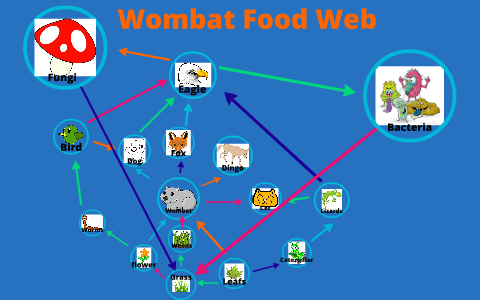 Darci's Wombat Food Chain by Sally Bisa on Prezi