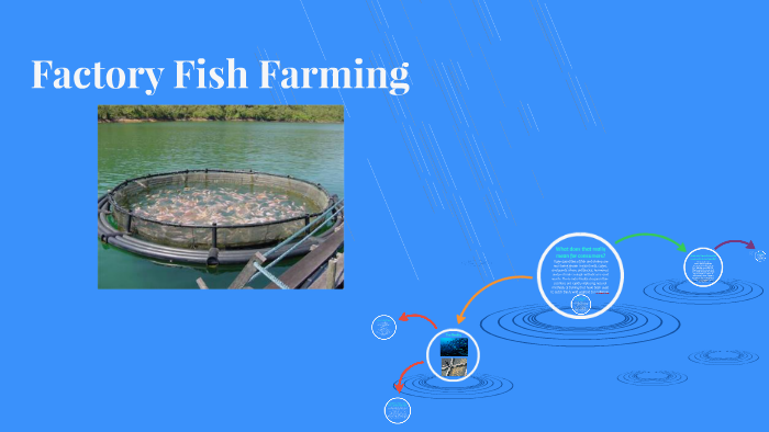 Aquaculture (factory fish farming) by lauren tavar on Prezi