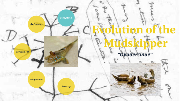 Evolution of the mudskipper by Adrienne Sandstedt on Prezi
