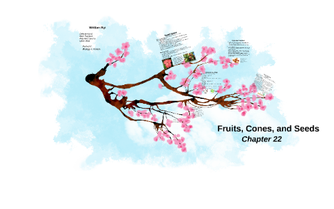 Fruits, Cones, and Seeds by Adyn Register on Prezi
