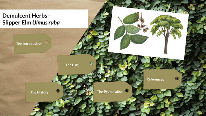 Demulcent Herb Presentation by Shayland Cook on Prezi