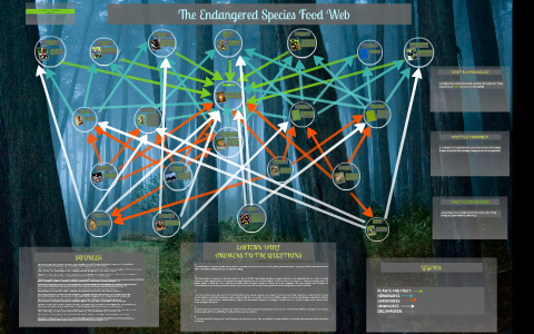 The Endangered Eastern Wolf in Muskoka Woods by Isabella Ahluwalia on Prezi