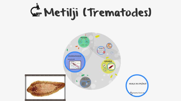 Metilji(Trematodes) by Katarina Ćurčić on Prezi