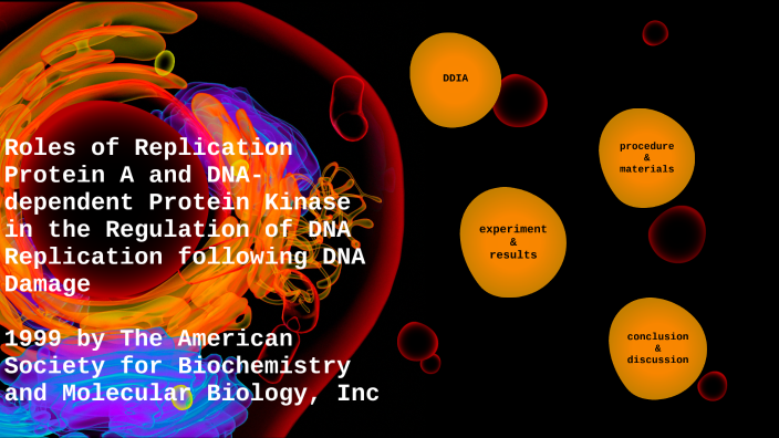 Protein A and DNA-dependent Protein Kinase in the Regulation of DNA ...