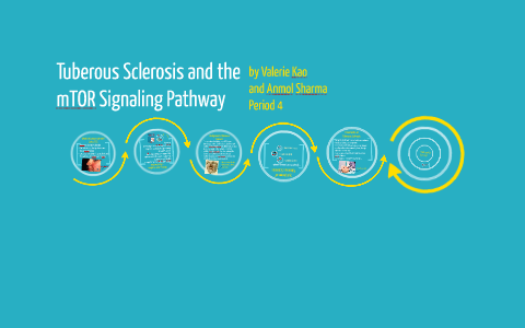 Tuberous Sclerosis and the mTOR Signaling Pathway by anmol sharma on Prezi
