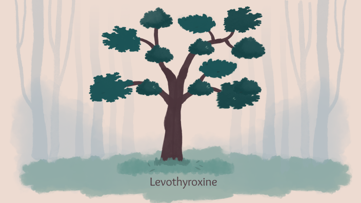 Levothyroxine - Emily Schocklin by Emily Schocklin on Prezi
