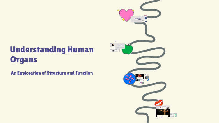 Understanding Human Organs: Structure and Function by Emmah Morales on ...