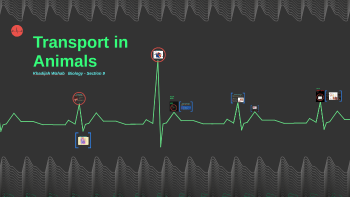 Biology: Transport in Animals by Khadijah Wahab on Prezi