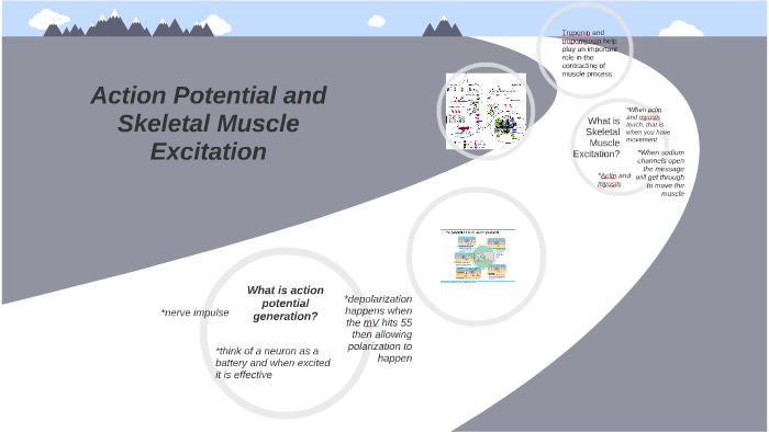Action Potential Generation and Skeletal Muscle Excitation by Duane ...