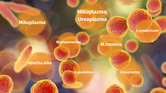 Mikoplazma; Ureaplazma by Marija Lorena Takač on Prezi