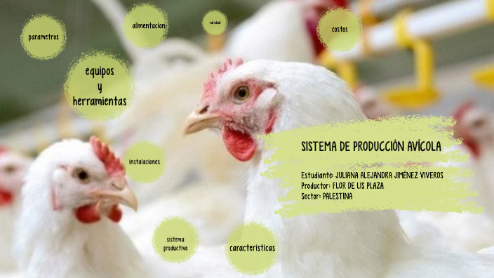 Producción Avícola by Alejandra Viveros on Prezi