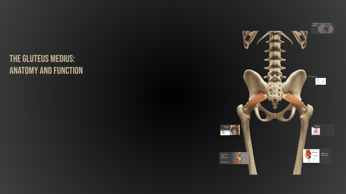 Understanding the Gluteus Medius: Anatomy and Function by Janae ...