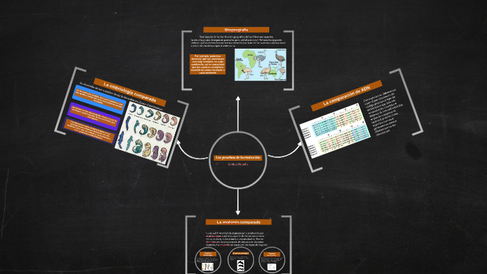 La anatomia comparada by Siobhan Nicaudie on Prezi