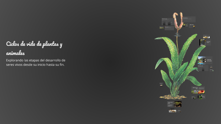 Ciclos de vida de plantas y animales by Luis Vicente on Prezi