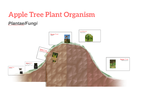 Apple Tree Plant Organism by evelyn Nettles on Prezi