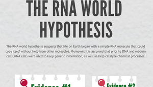 RNA World Hypothesis by Dwayne De Souza on Prezi Design